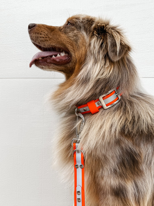 Australian Handmade Dog Collars and Leads | Native Collars