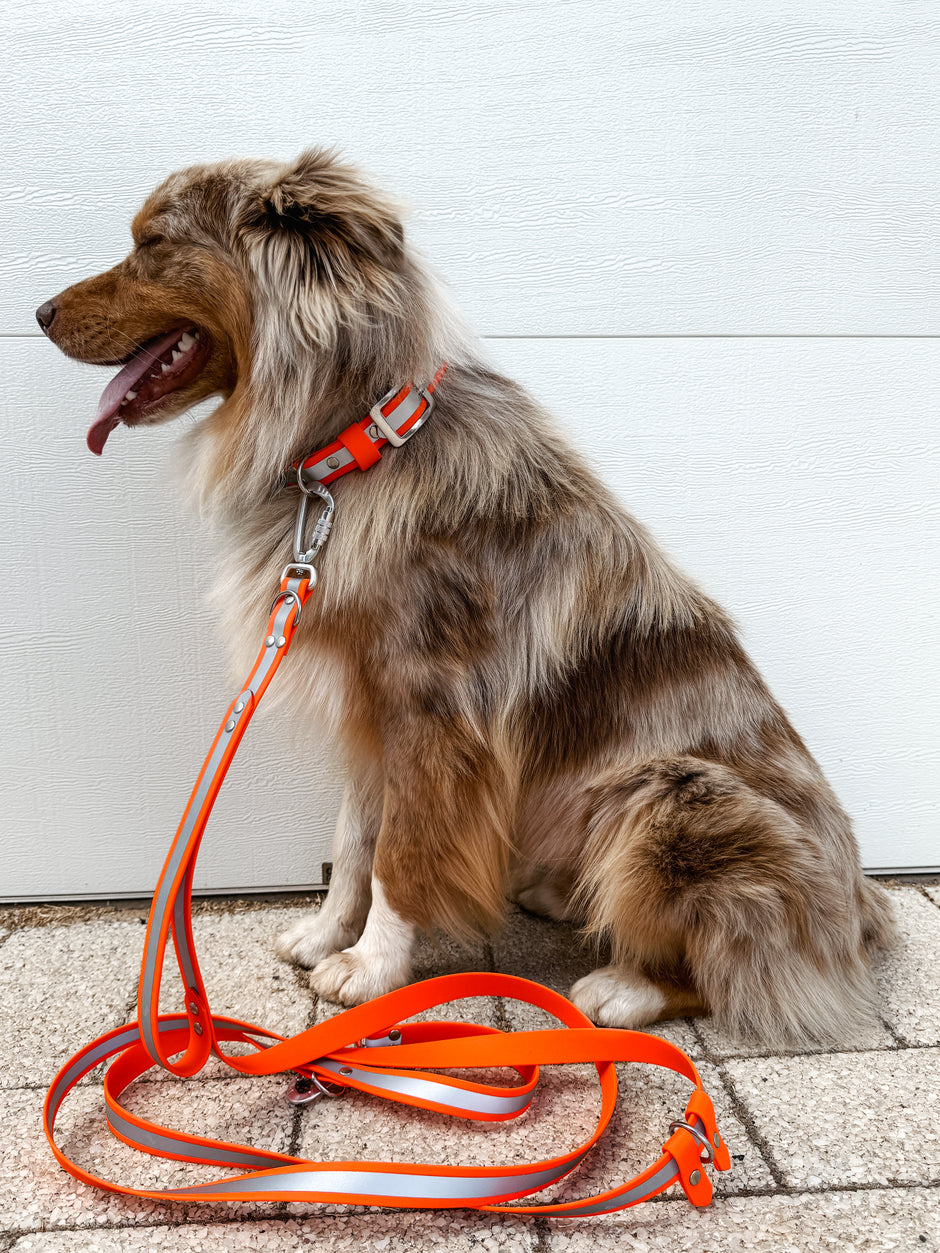 Australian Handmade Dog Collars and Leads | Native Collars
