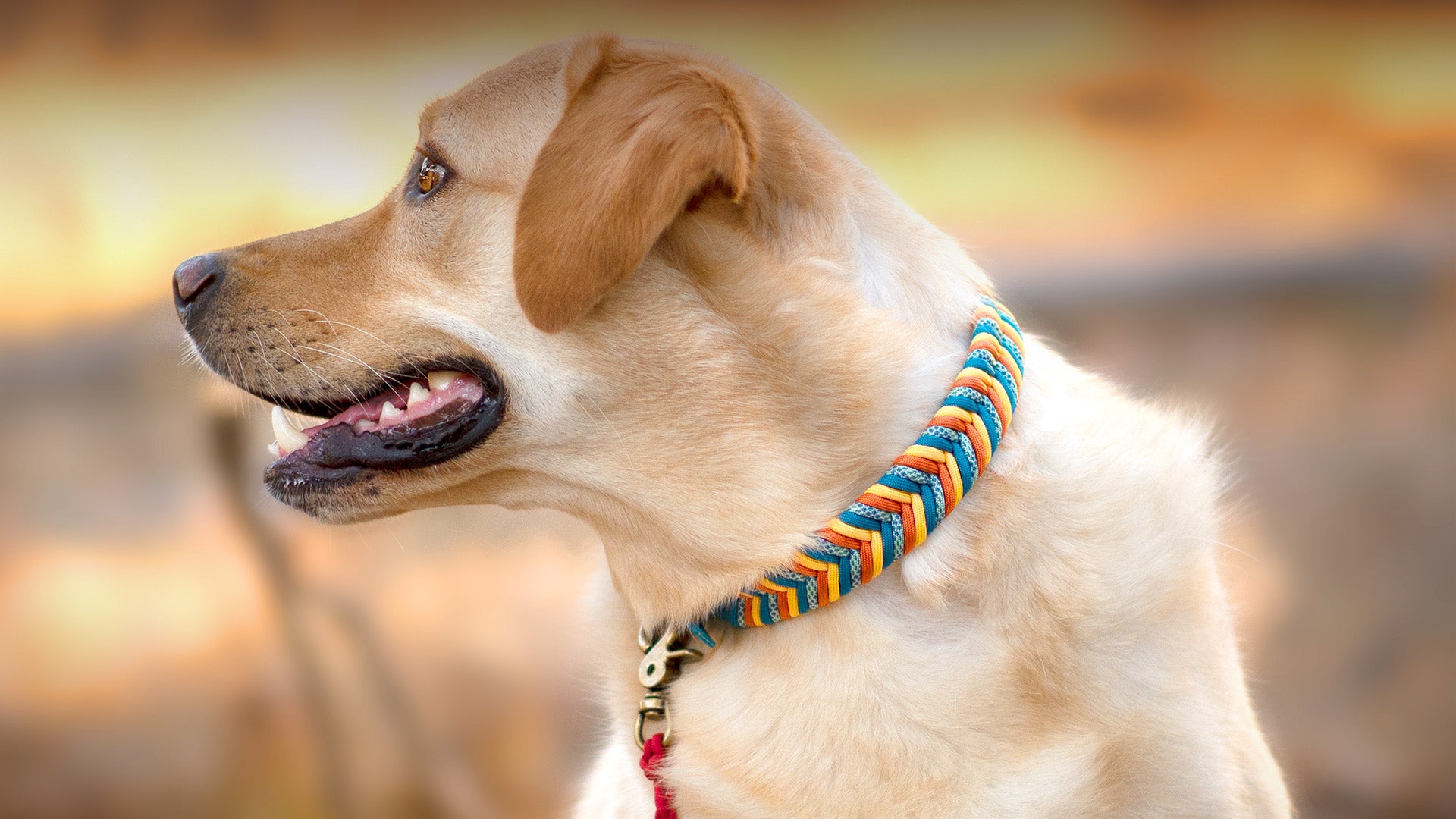 Australian Handmade Dog Collars and Leads | Native Collars