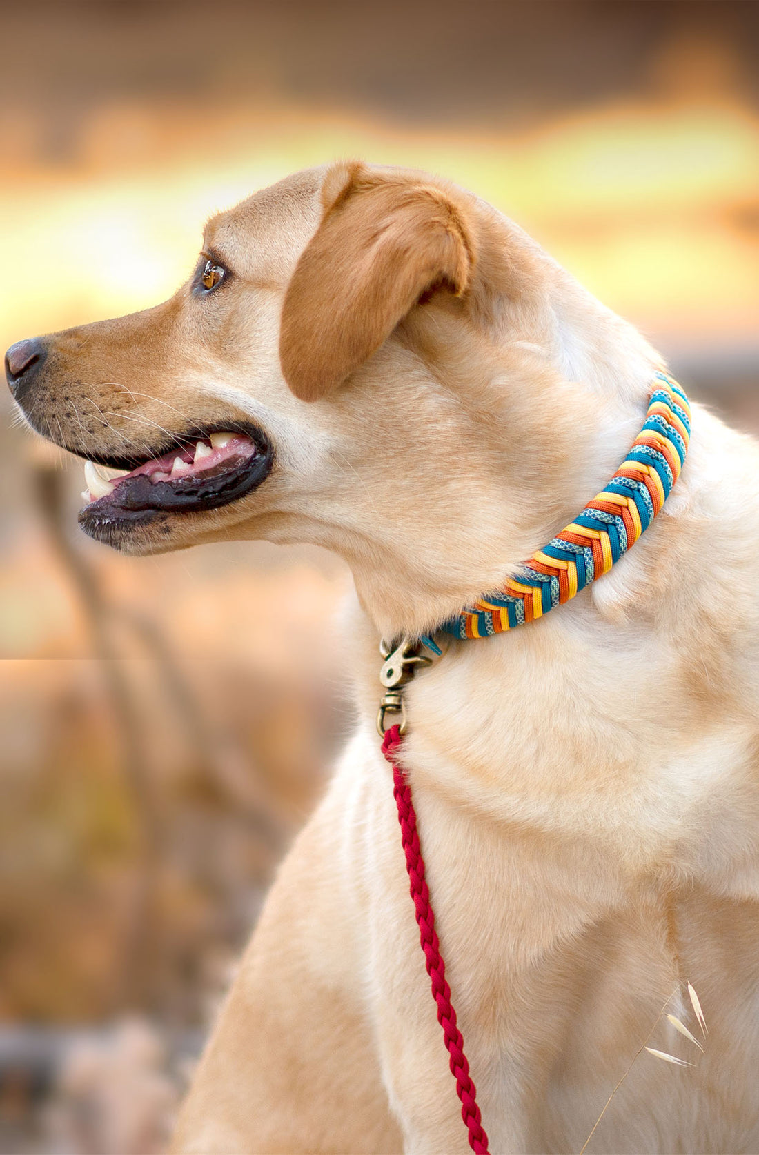 Australian Handmade Dog Collars and Leads | Native Collars