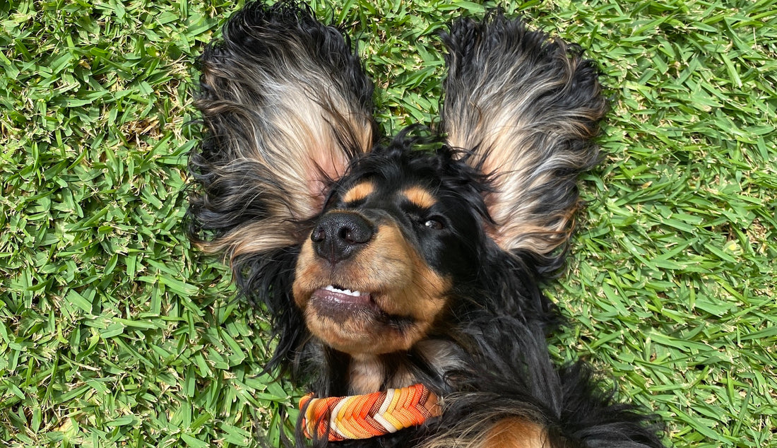 Australian Handmade Dog Collars and Leads | Native Collars