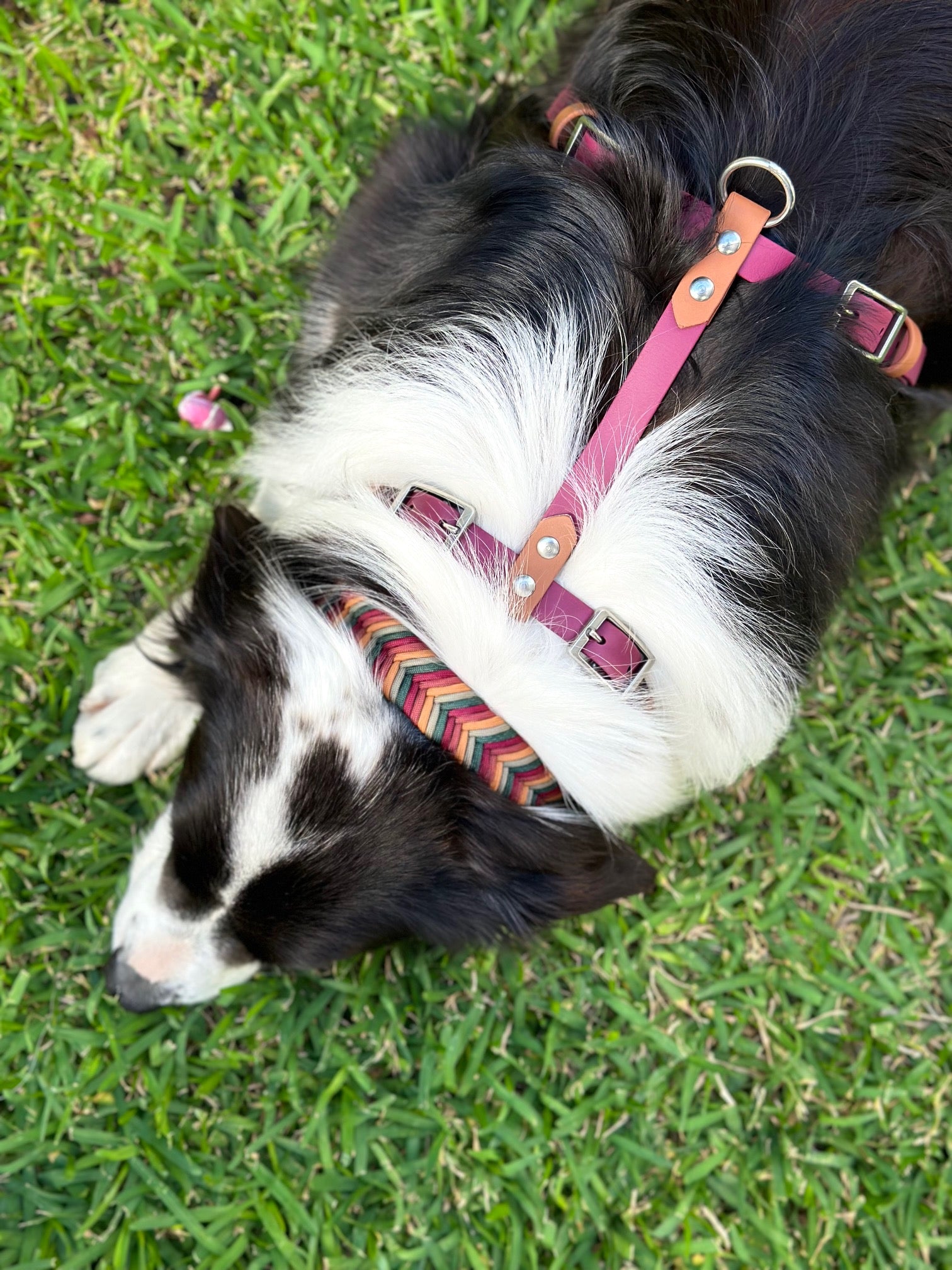 Australian Handmade Dog Collars and Leads | Native Collars
