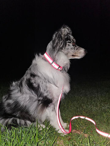 Australian Handmade Dog Collars and Leads | Native Collars