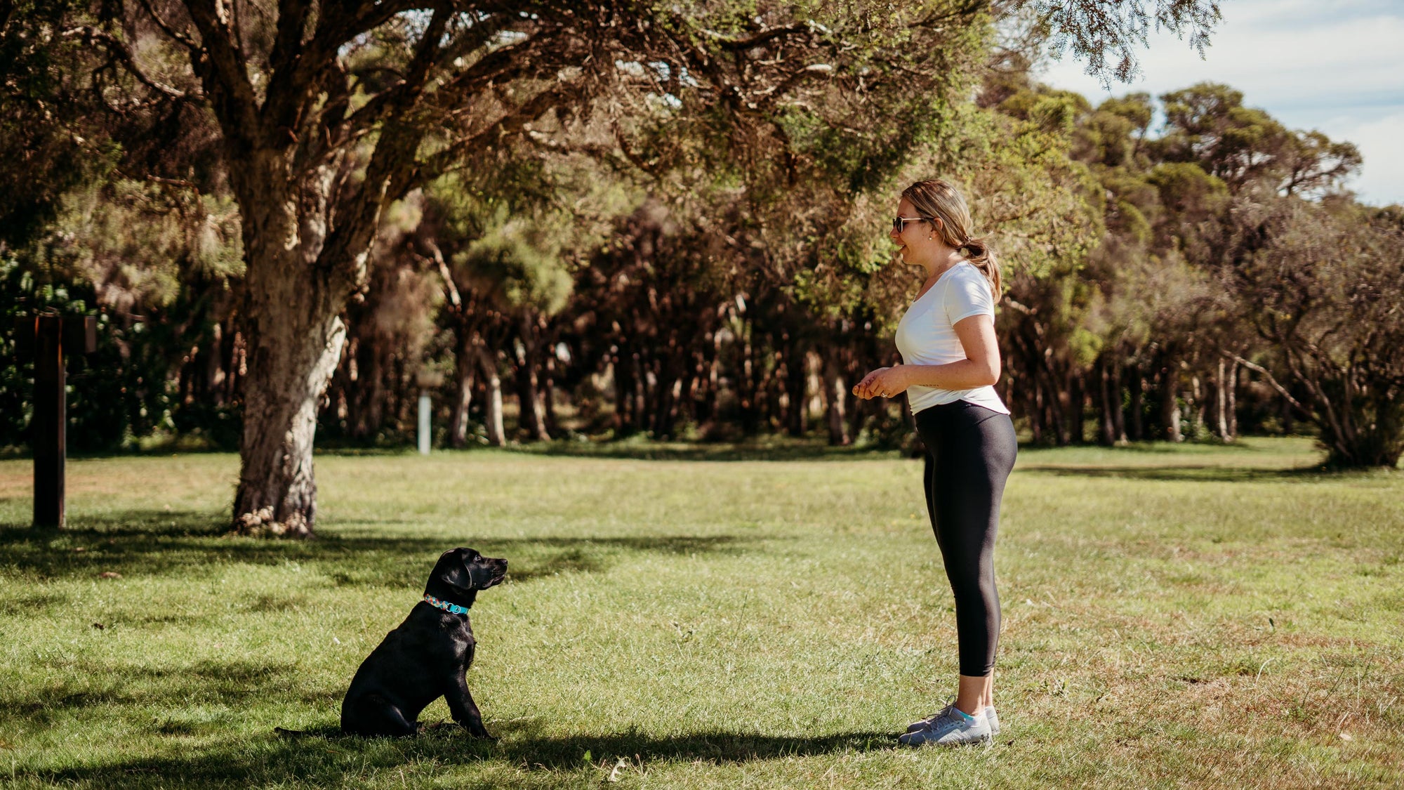 Australian Made Dog Collars & Leads | Native Collars