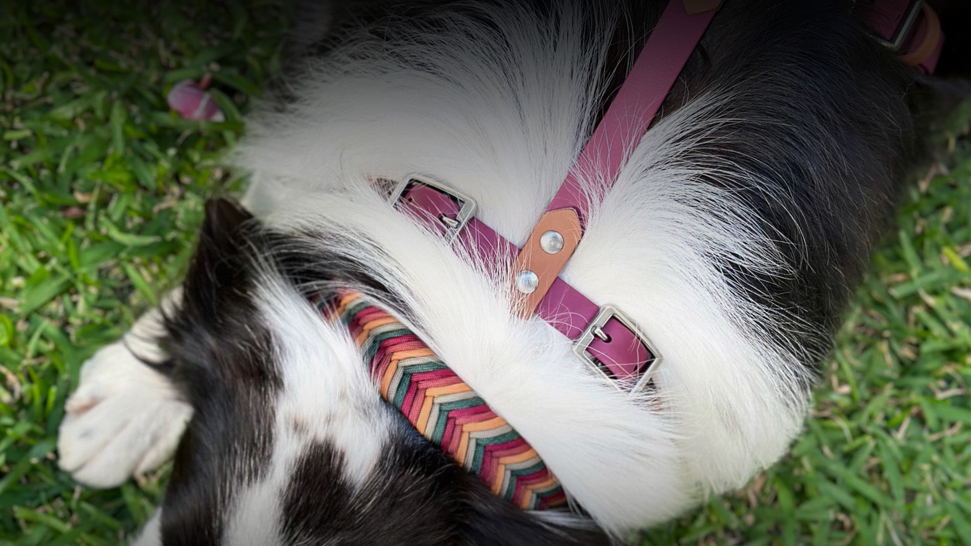 Australian Handmade Dog Collars and Leads | Native Collars