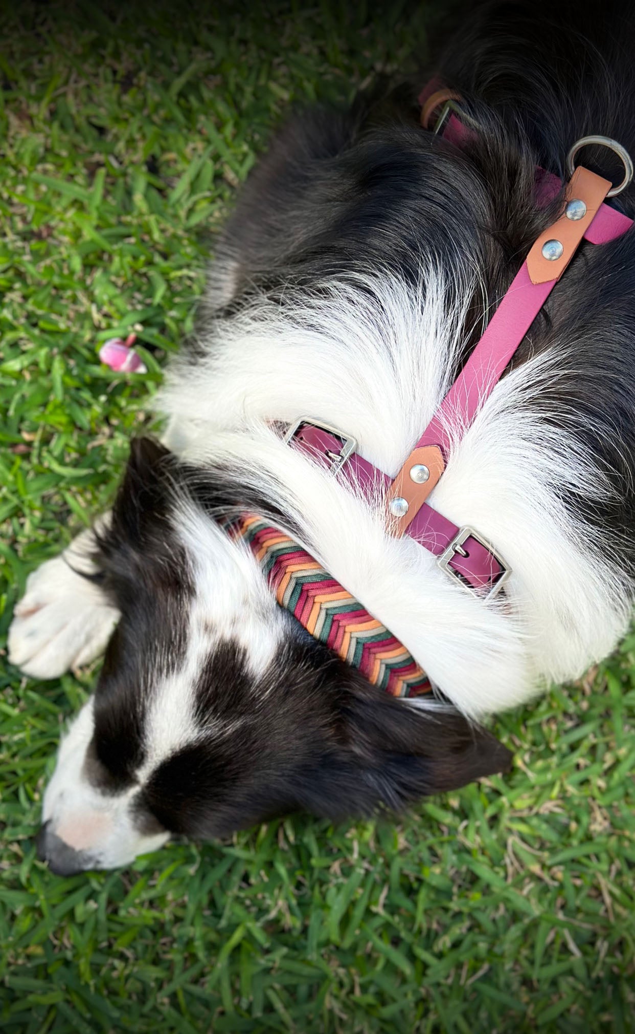 Australian Handmade Dog Collars and Leads | Native Collars