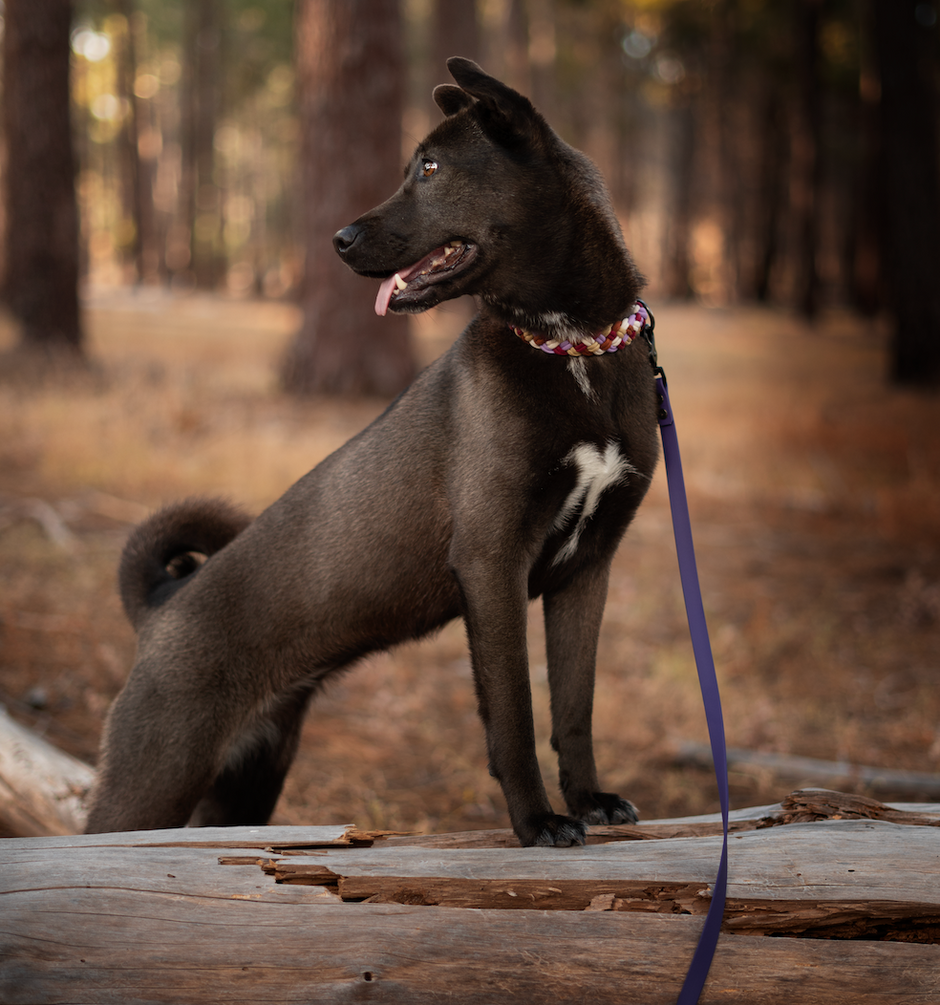 Paracord Dog Collars | Native Collars | Australian Handmade