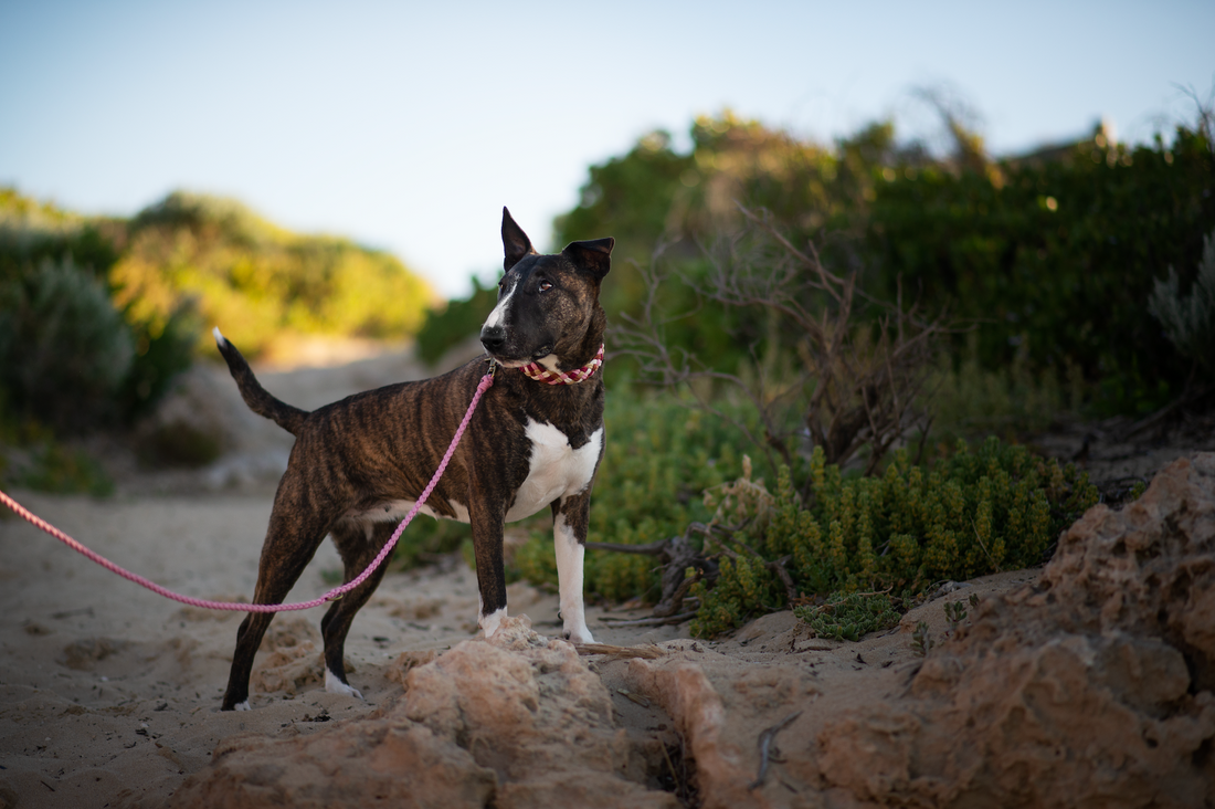 Pink Lake Dog Collar | Afterpay available | Native Collars